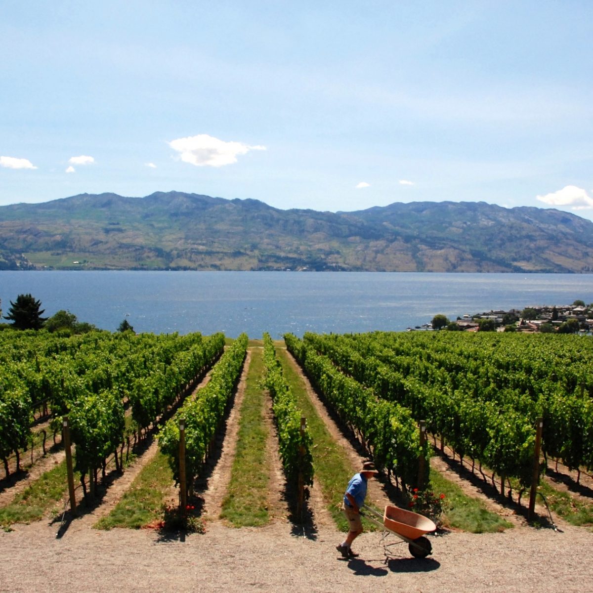 Okanagan Archives - Watersheds BC